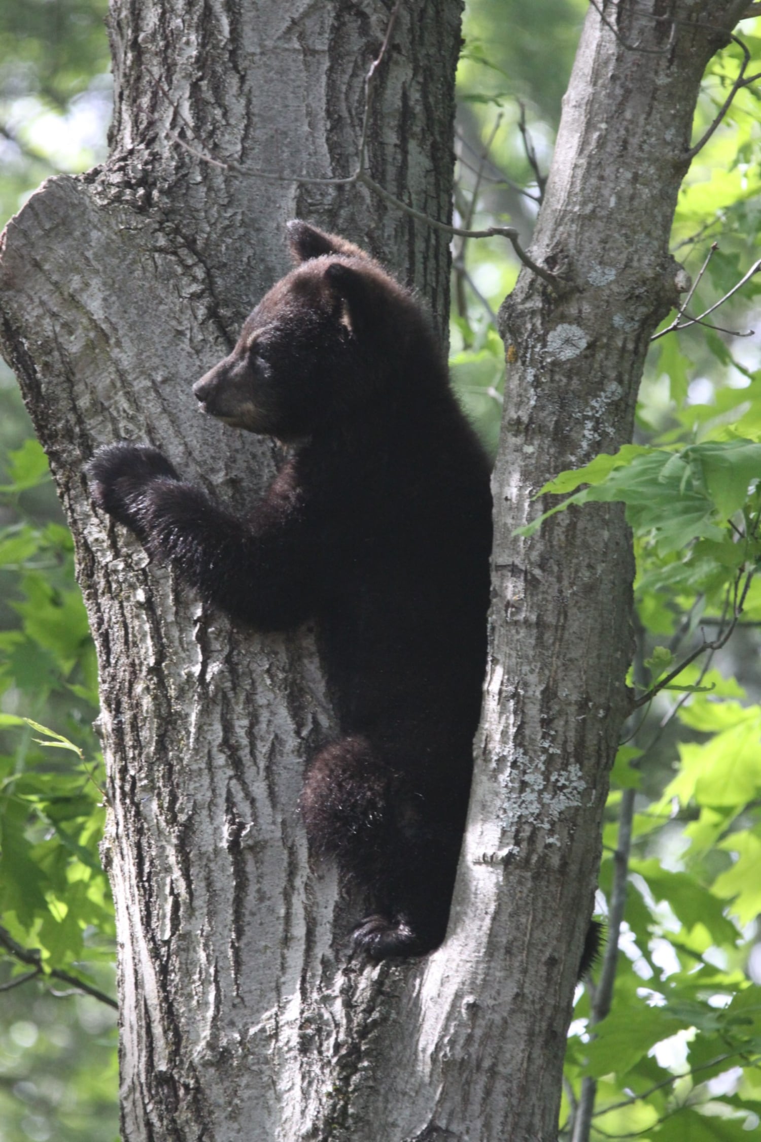 Momma bear and cub spotted in Kanata backyard – CTVNews