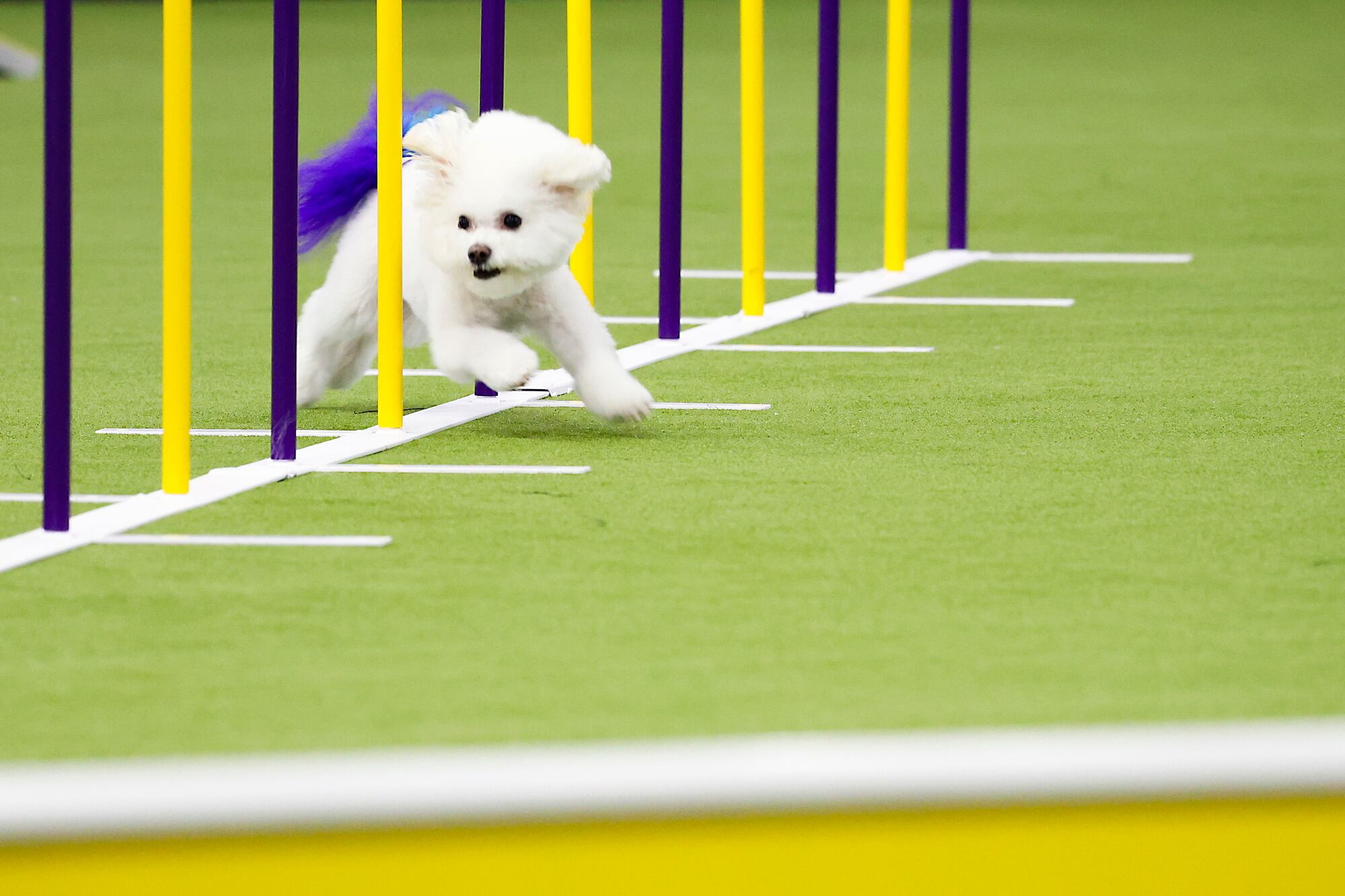 2025 Westminster Kennel Club dog show – CTVNews