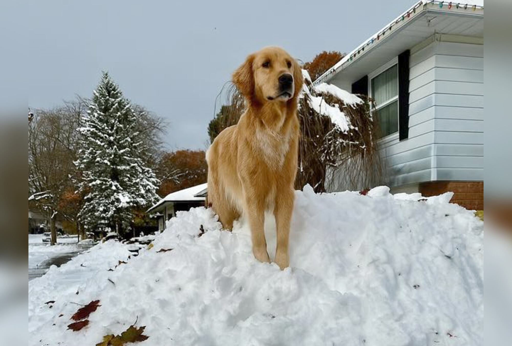 February Dogs of the Day – CTVNews
