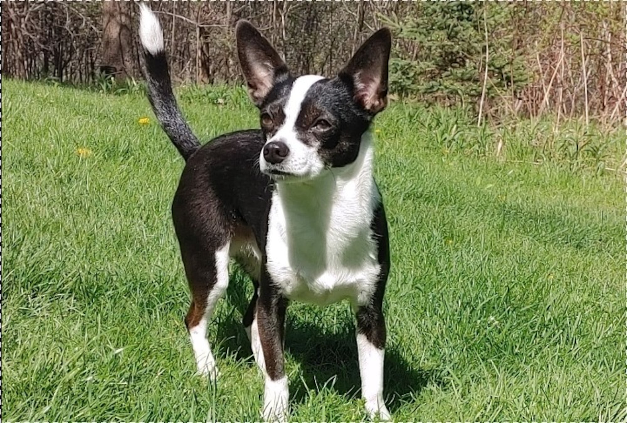 May Dogs of the Day – CTVNews