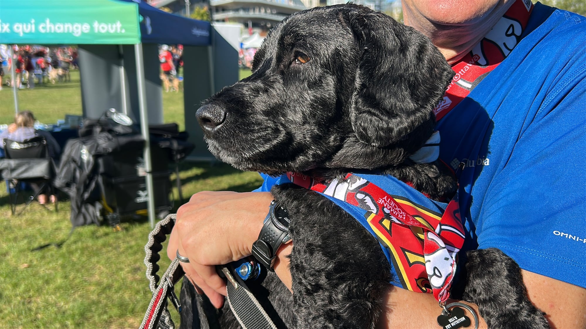 So many dogs at the Wiggle Waggle Walk and Run – CTVNews