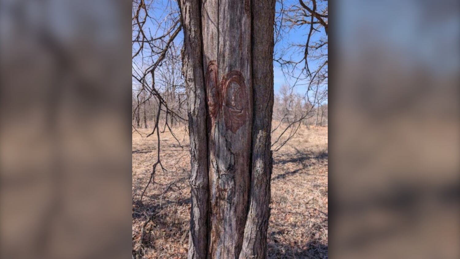 Tree carvings in Bois-des-Esprits – CTVNews