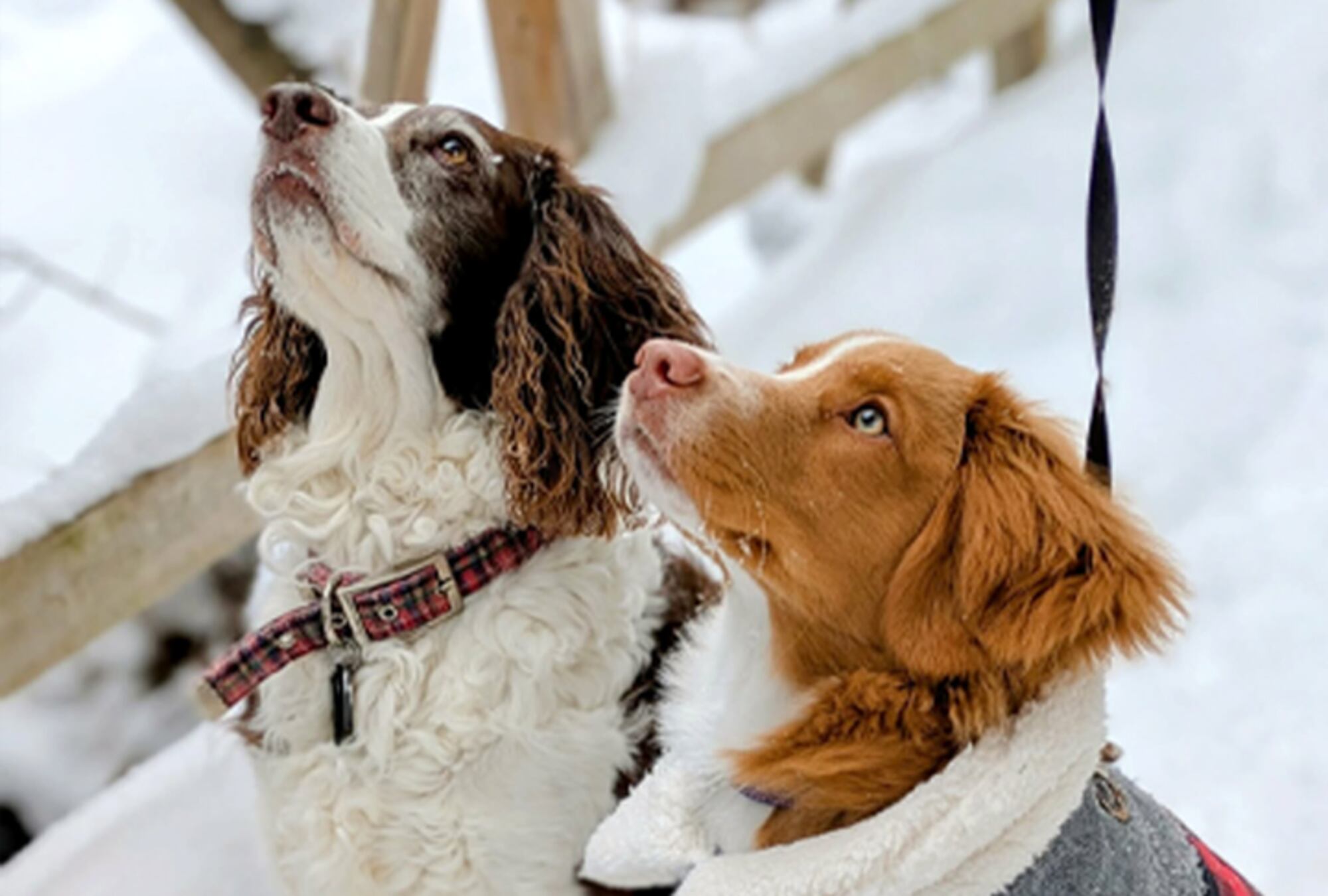 February Dogs of the Day – CTVNews
