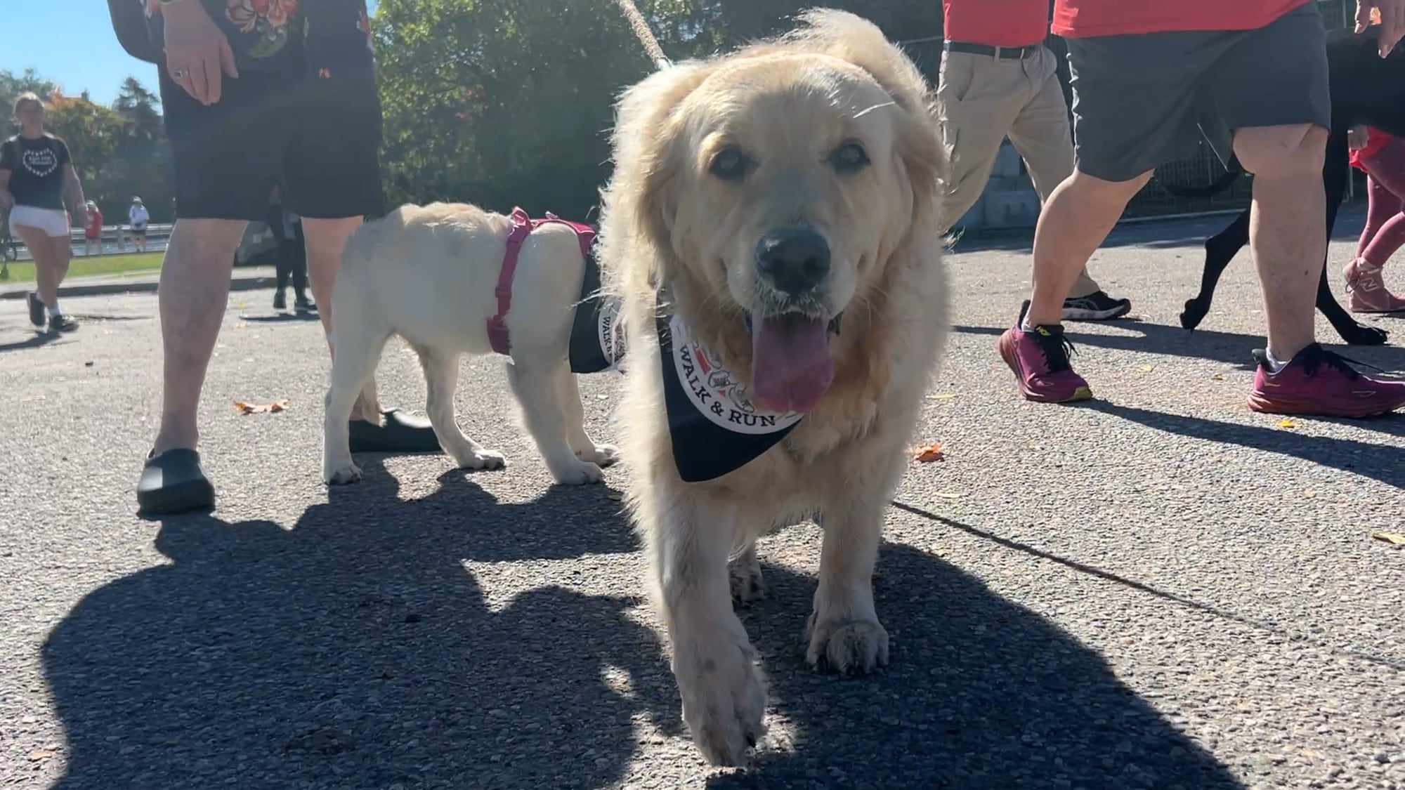 So many dogs at the Wiggle Waggle Walk and Run – CTVNews