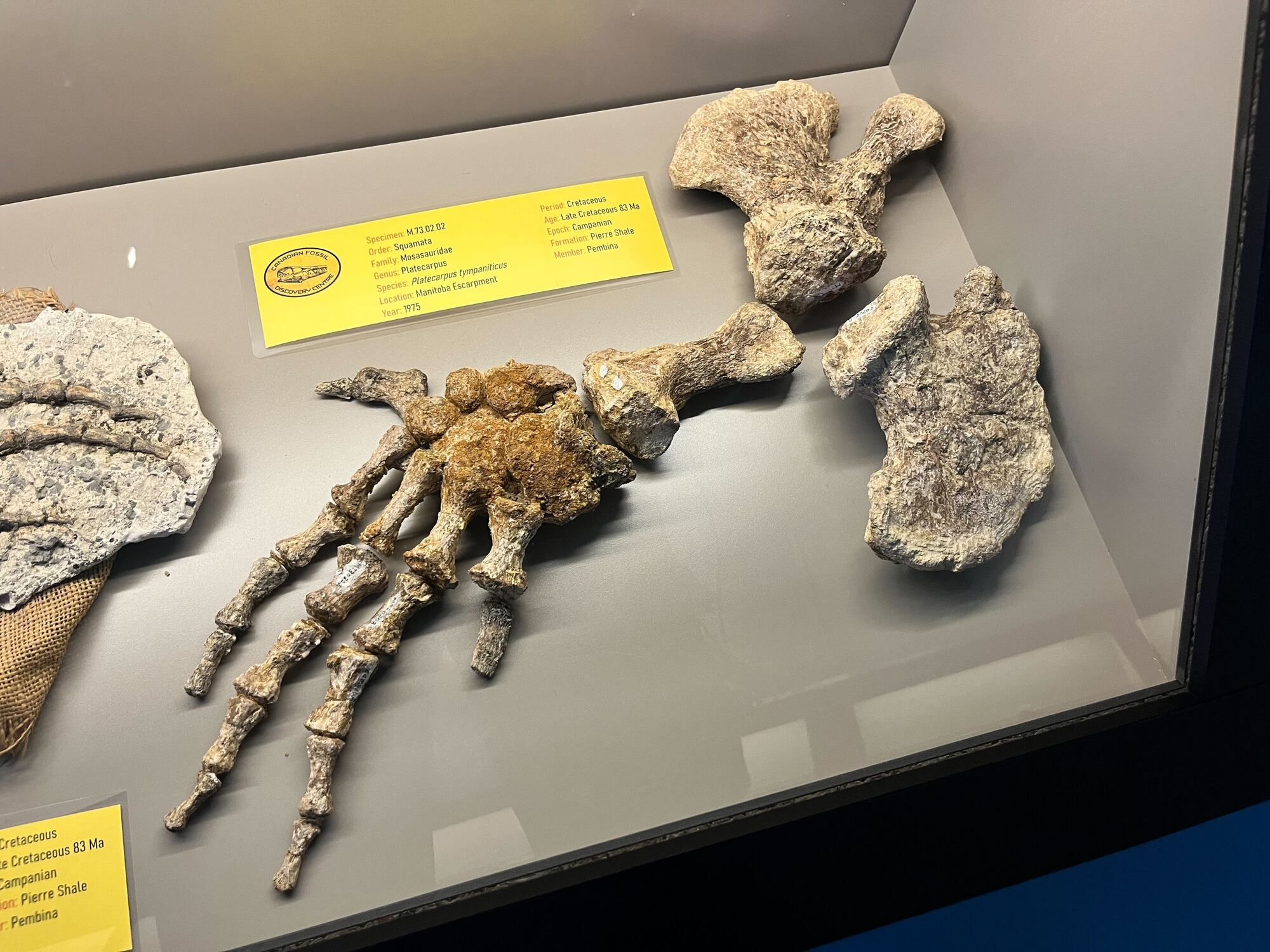 What's on display at the Canadian Fossil Discovery Centre – CTVNews