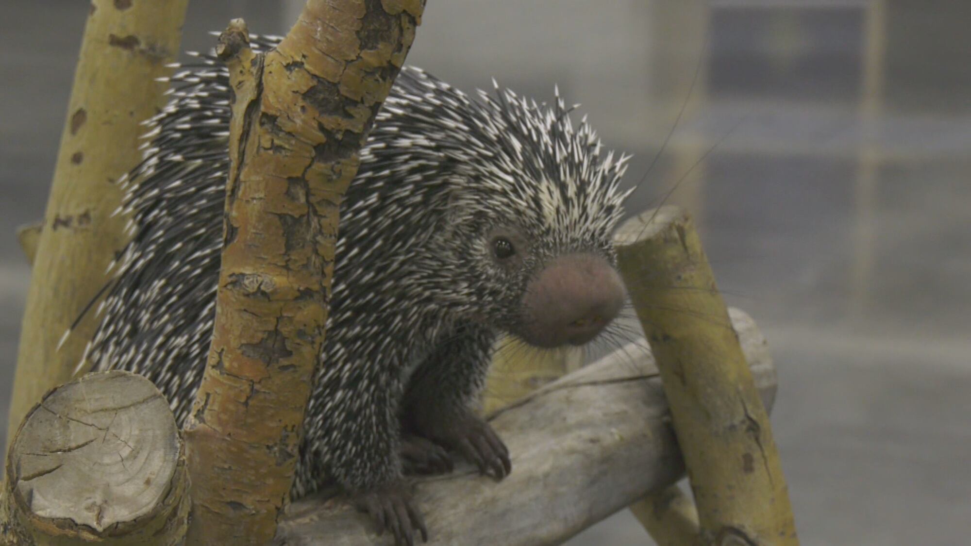 Edmonton Wildlife Festival – CTVNews