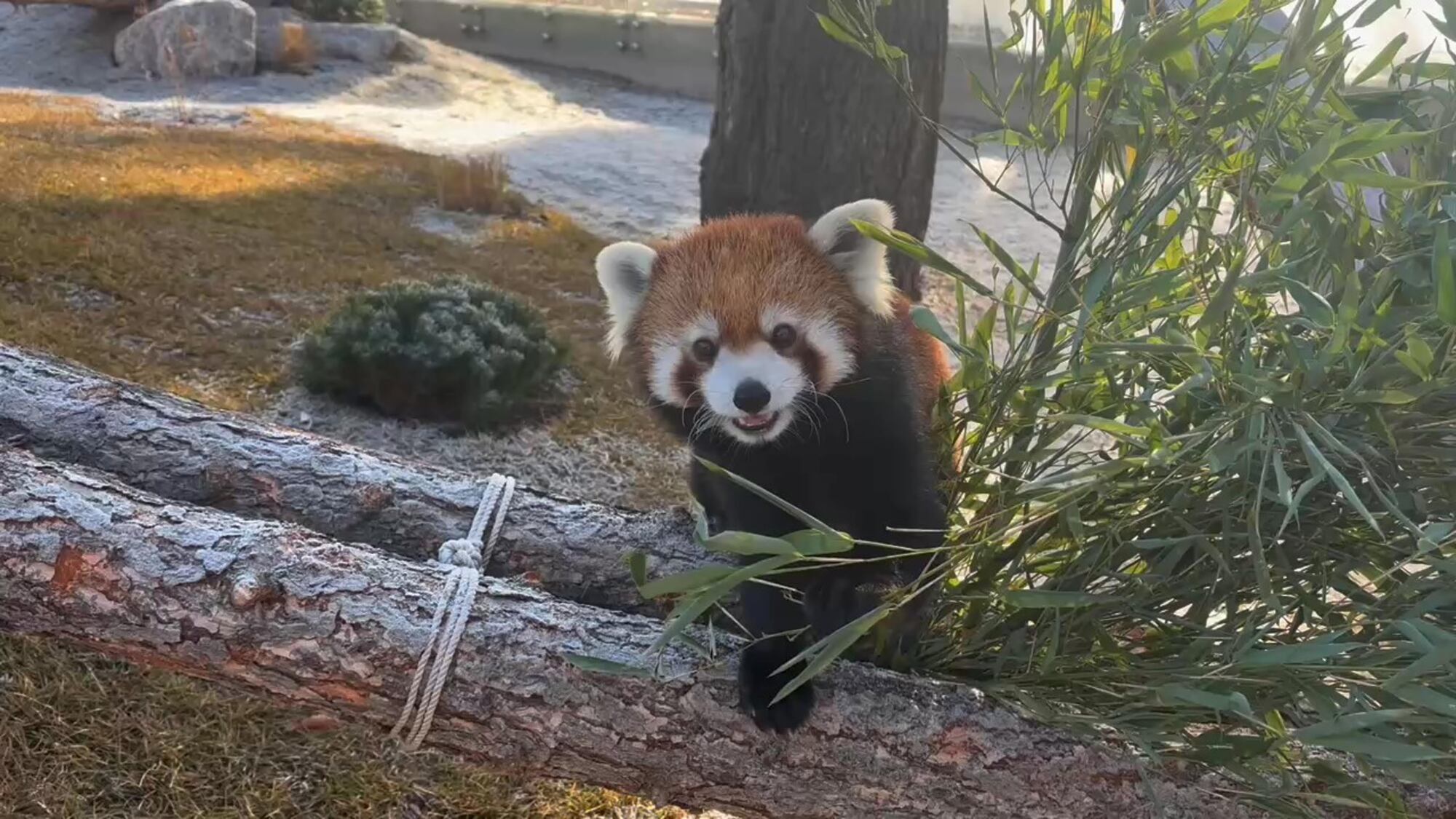 Edmonton Valley Zoo's 15-year plan – CTVNews