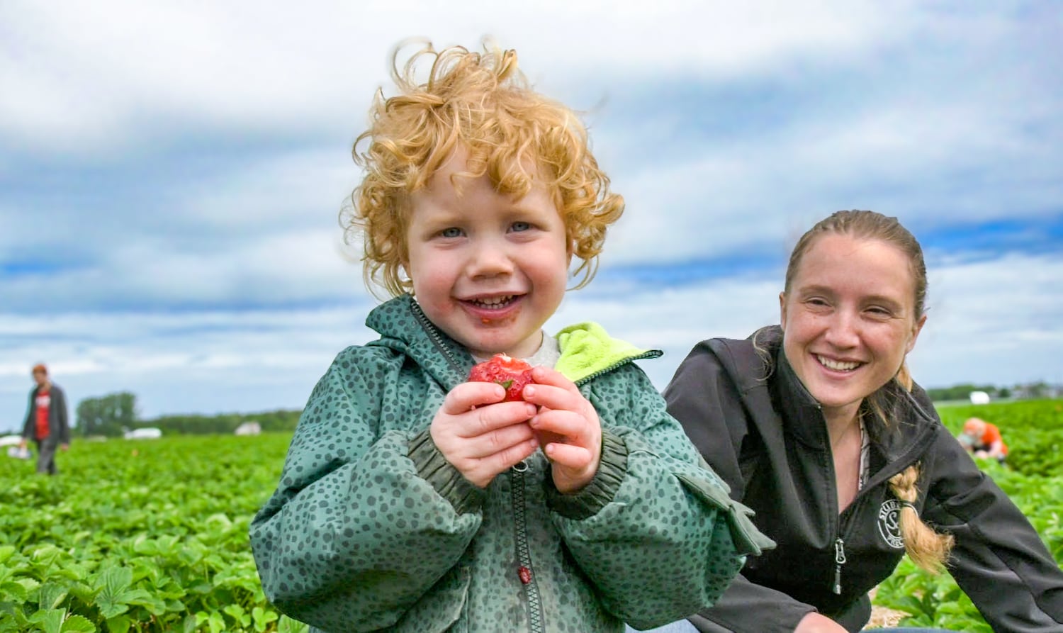 Strawberry picking at Leisure Farms – CTVNews