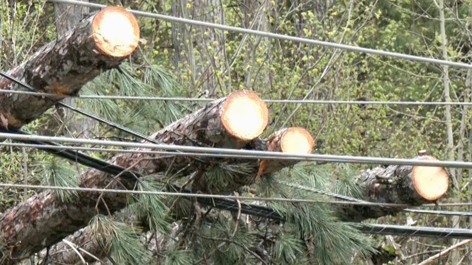 Severe storm damage across Huntsville, Ont. – CTVNews