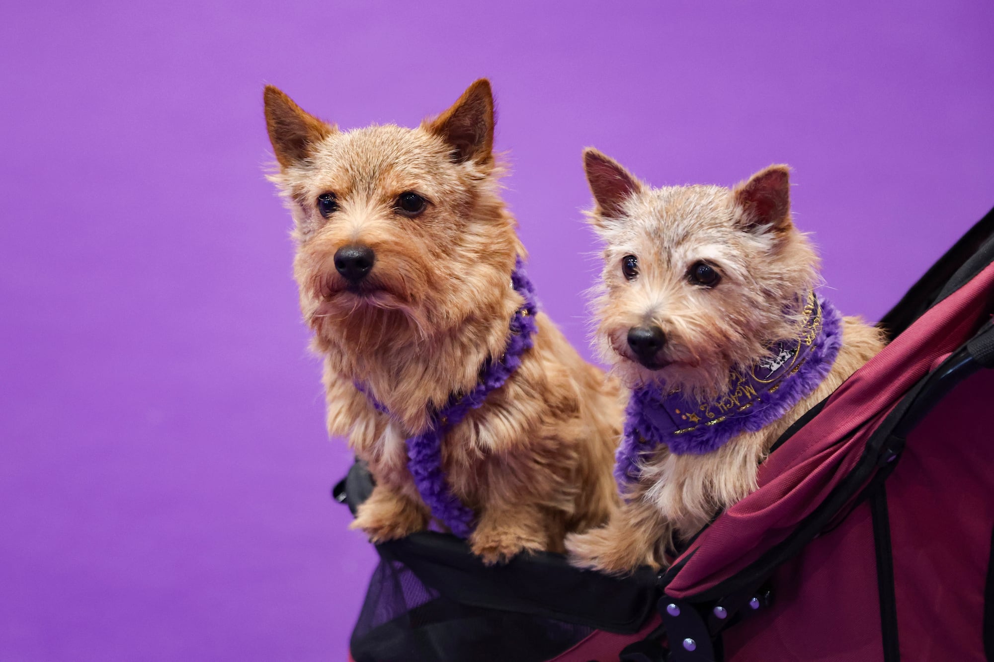 2025 Westminster Kennel Club dog show – CTVNews