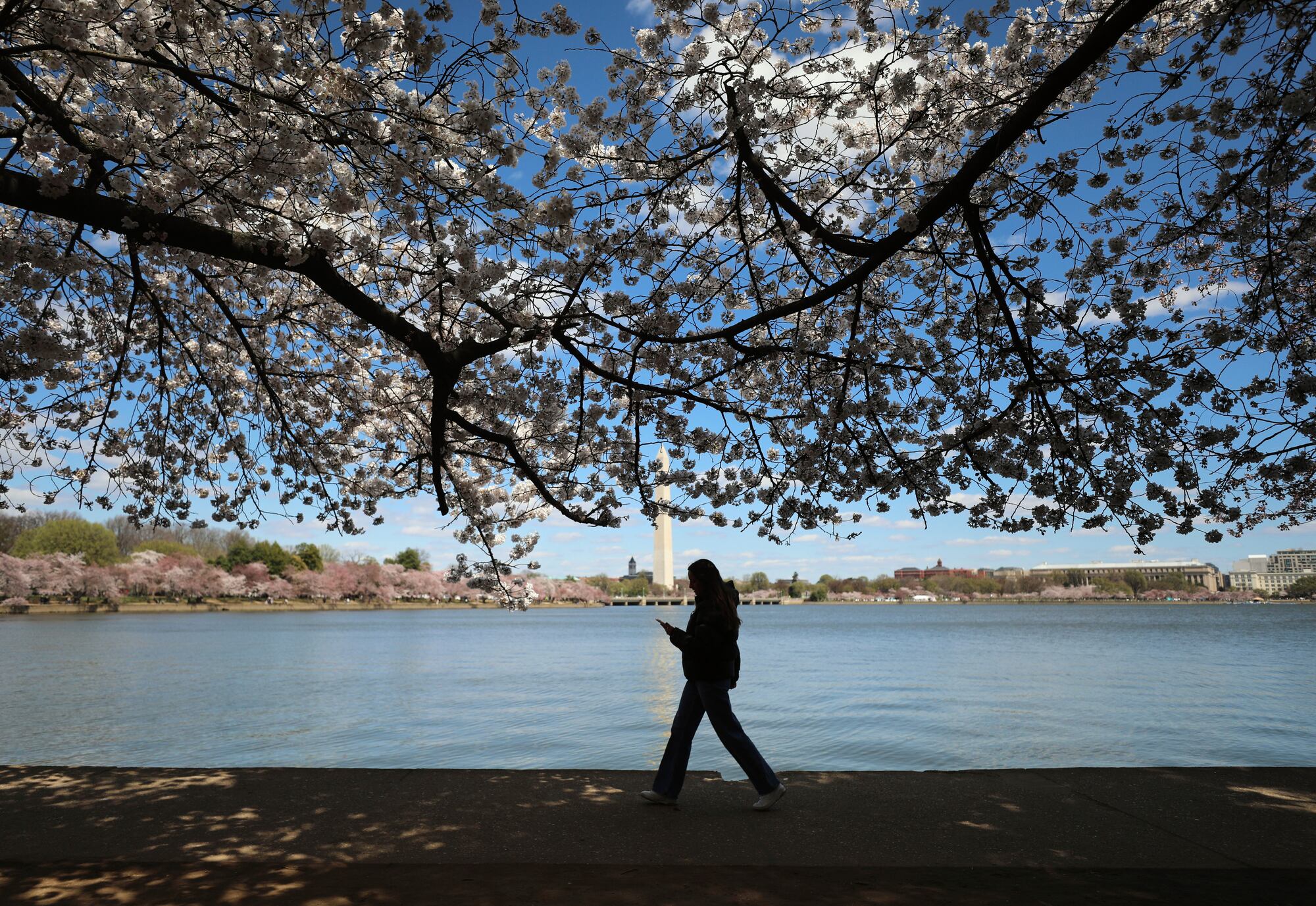 Cherry blossoms begin to bloom around the world – CTVNews