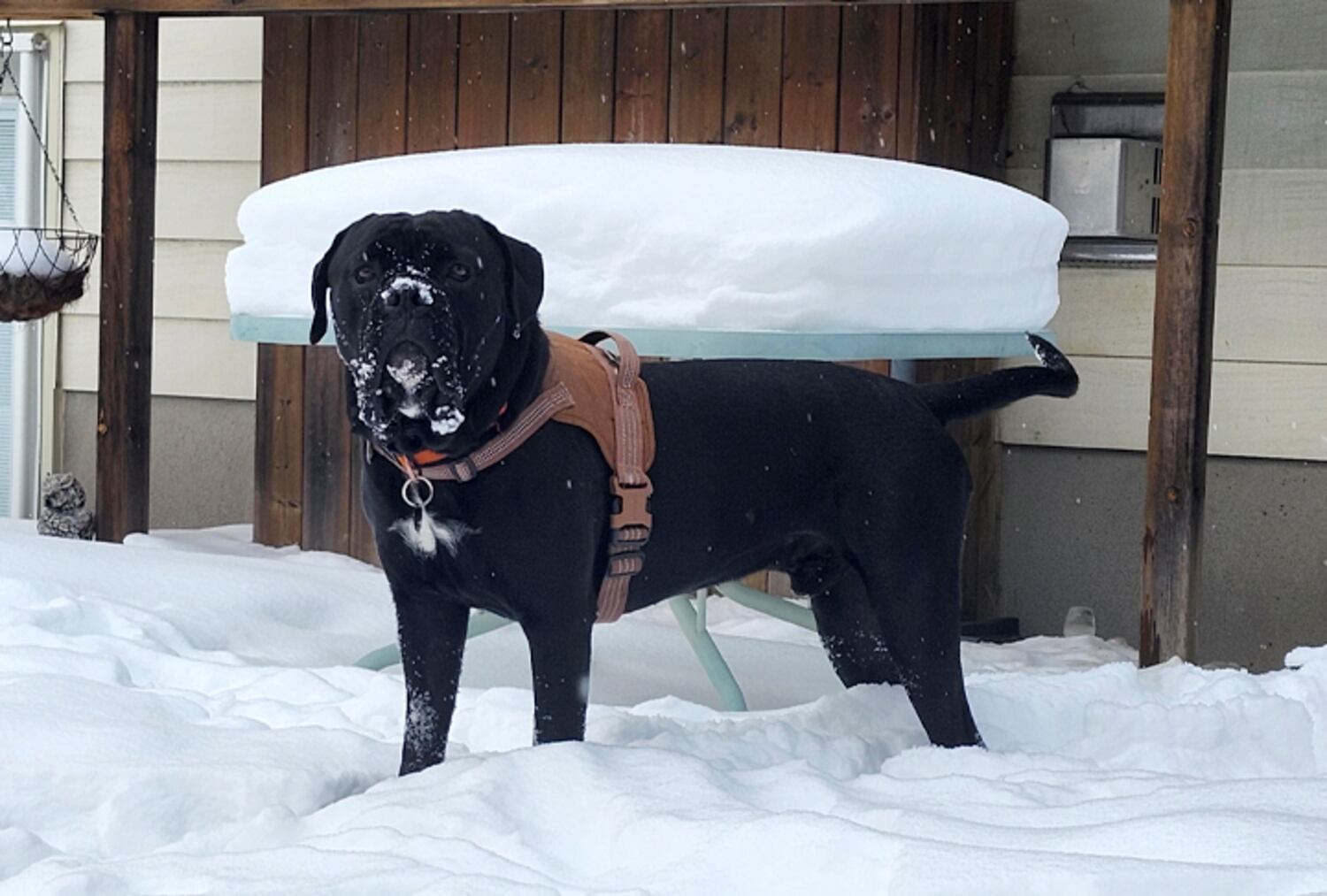 February Dogs of the Day – CTVNews