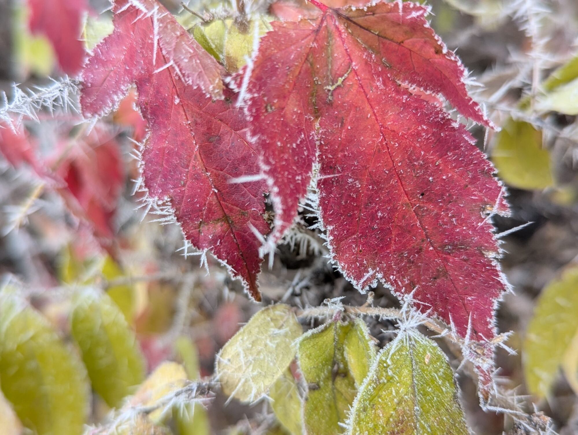 Ice fog coats Ottawa in a layer of frost – CTVNews