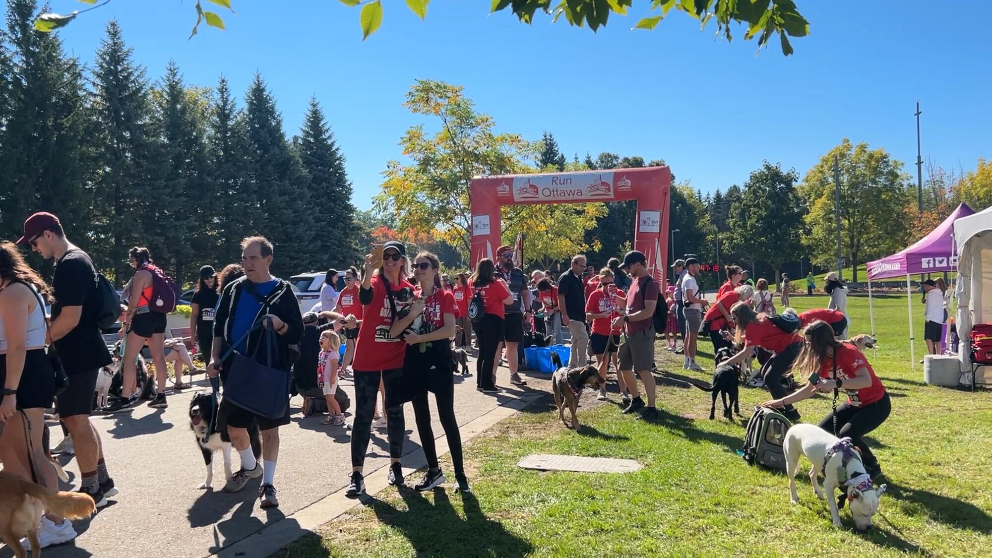 So many dogs at the Wiggle Waggle Walk and Run – CTVNews