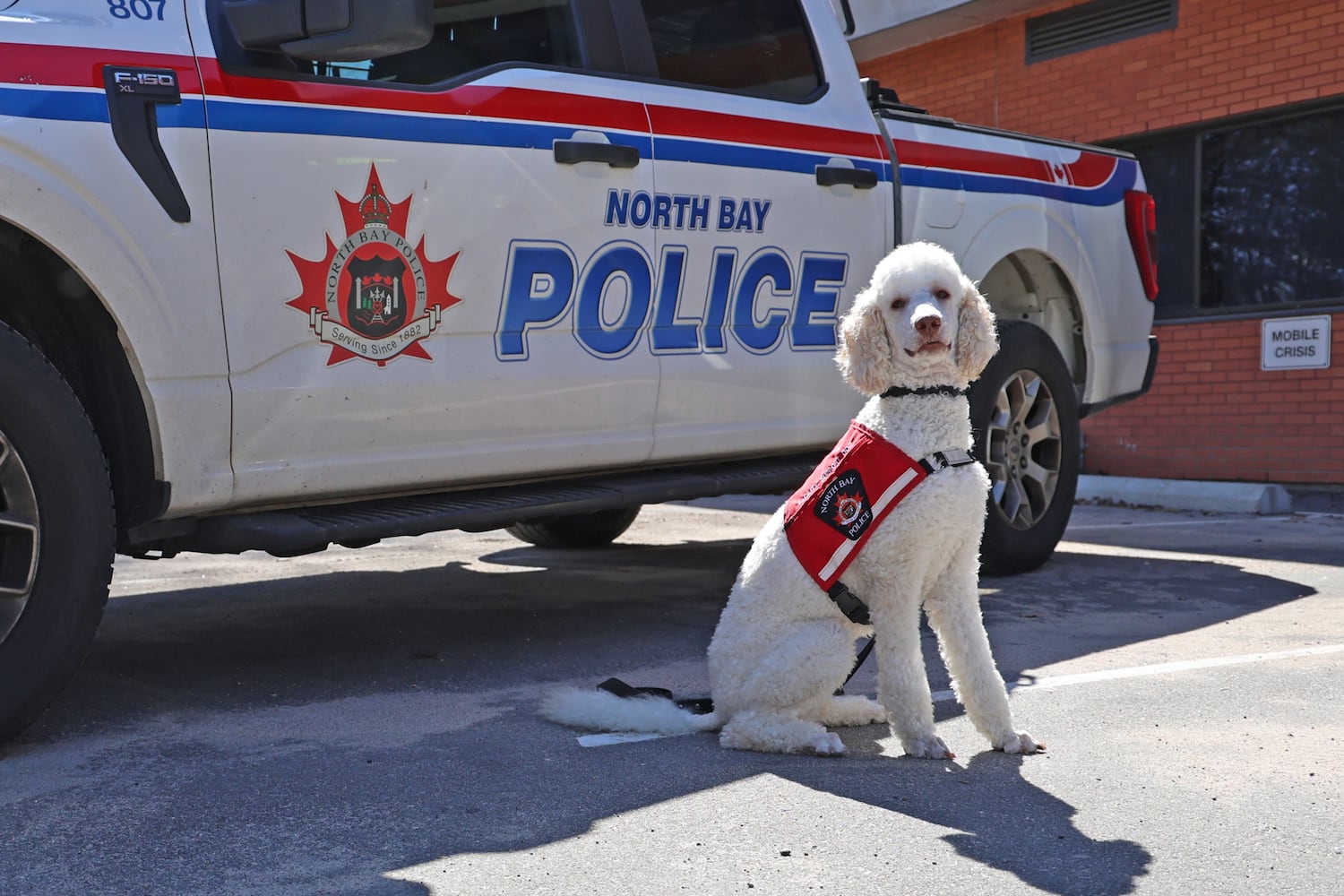 Moka, Nipissing's trauma support dog – CTVNews