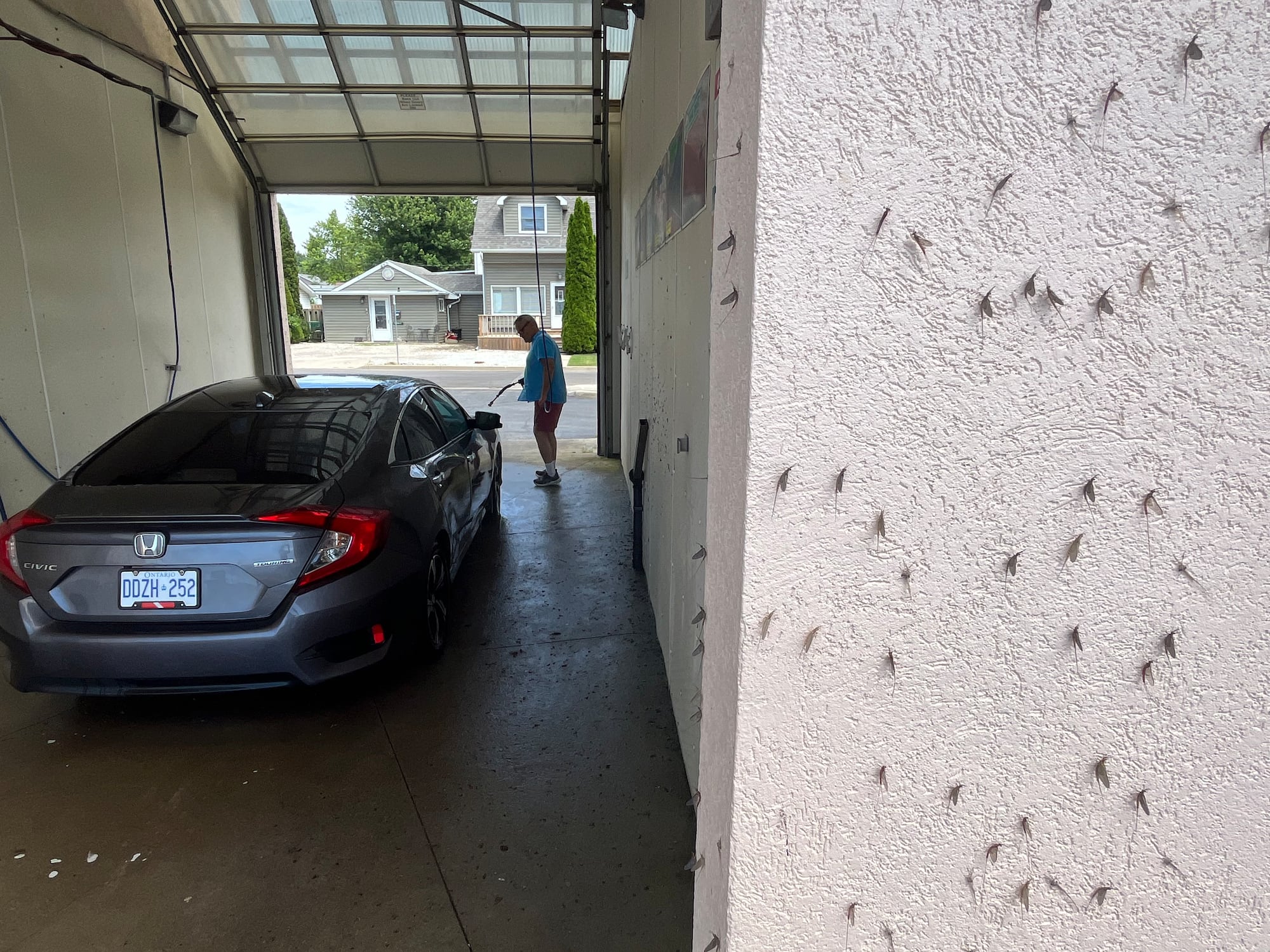 Fish flies in Leamington Ont. – CTVNews