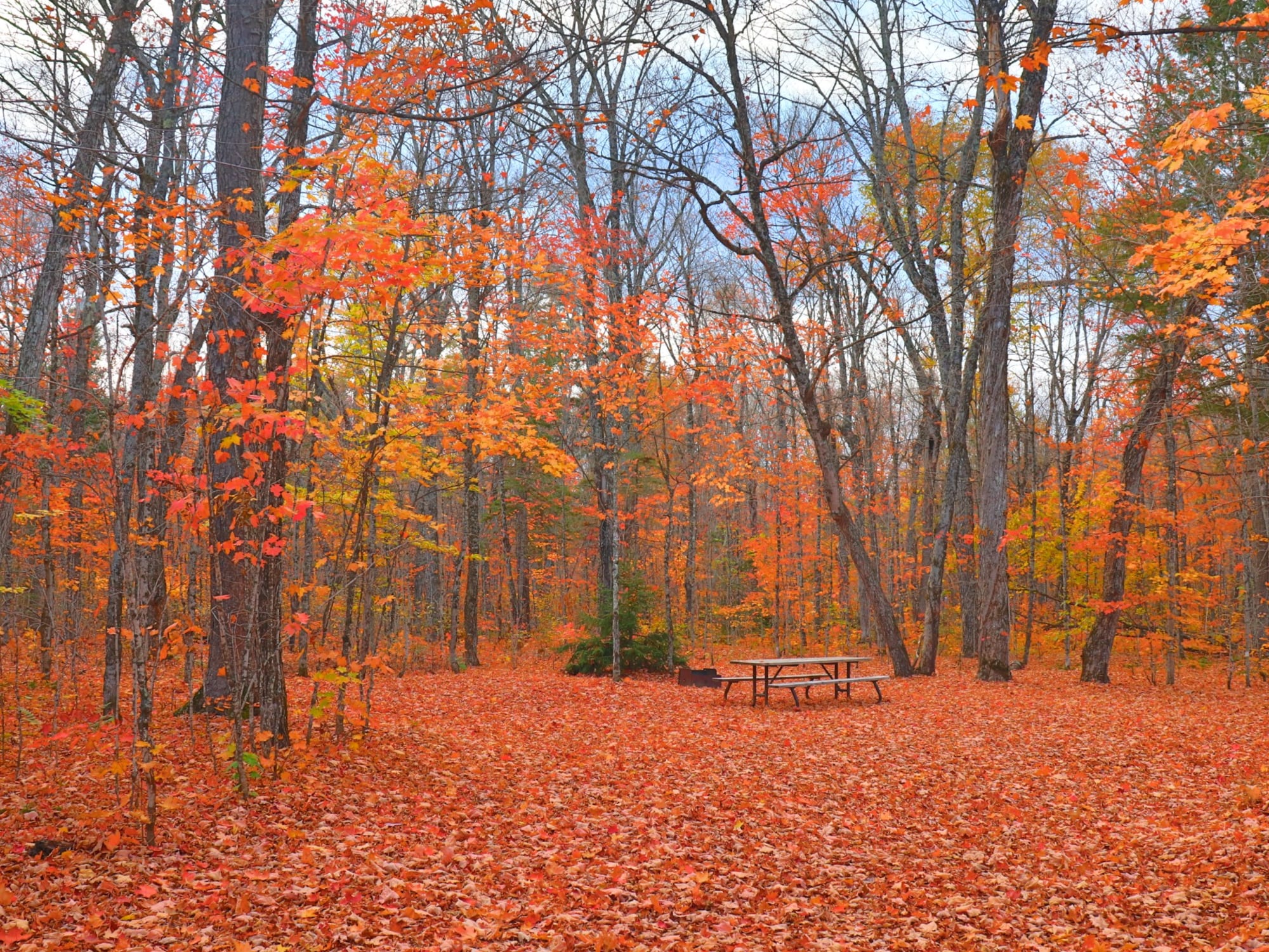 Fall colours popping in Ottawa area – CTVNews