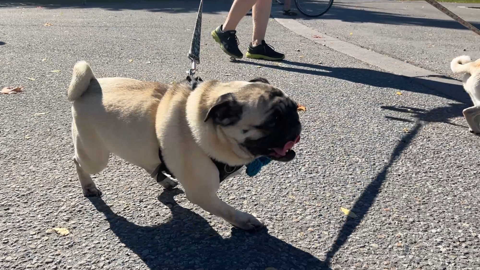 So many dogs at the Wiggle Waggle Walk and Run – CTVNews