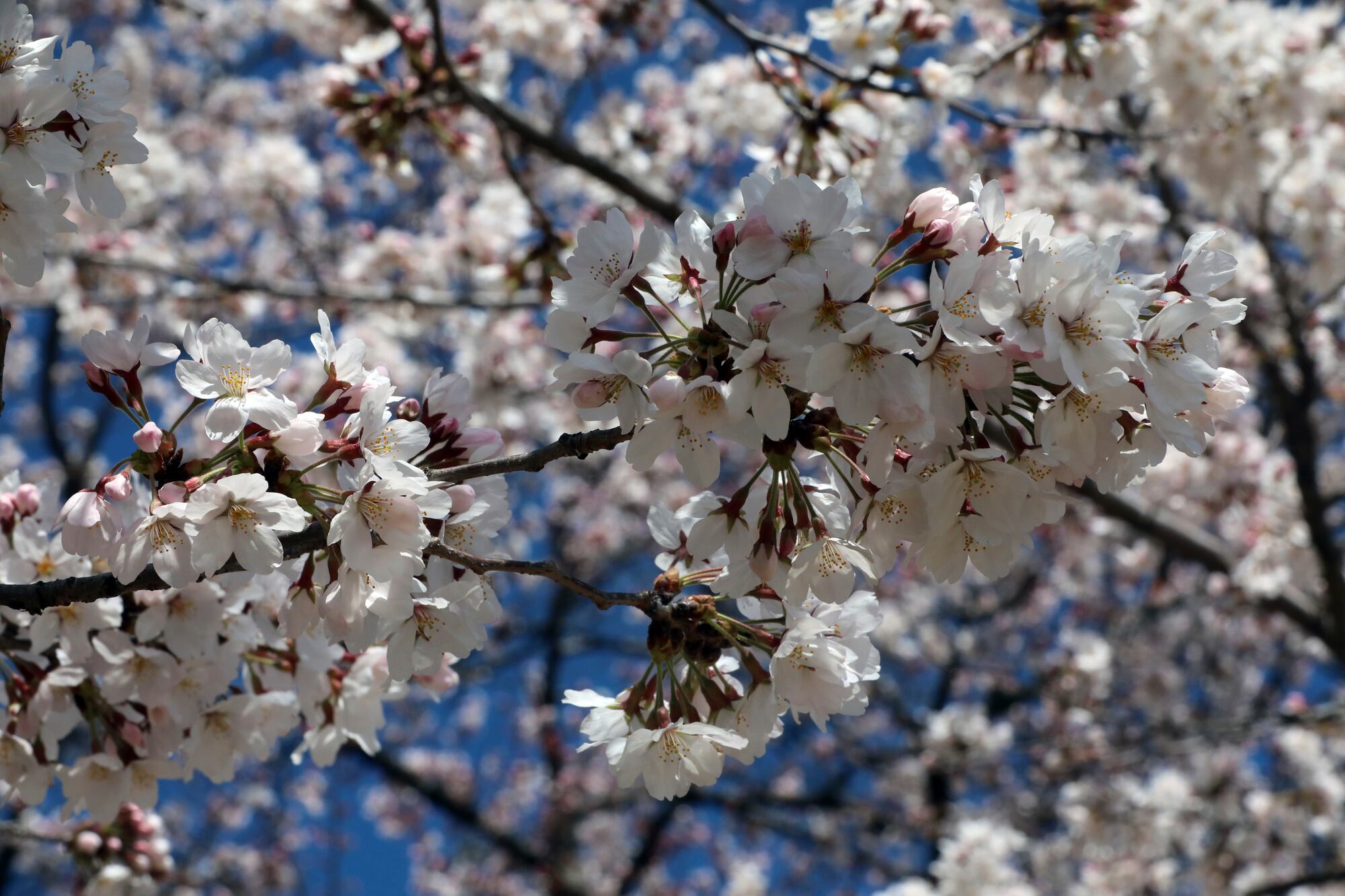 Cherry blossoms begin to bloom around the world – CTVNews