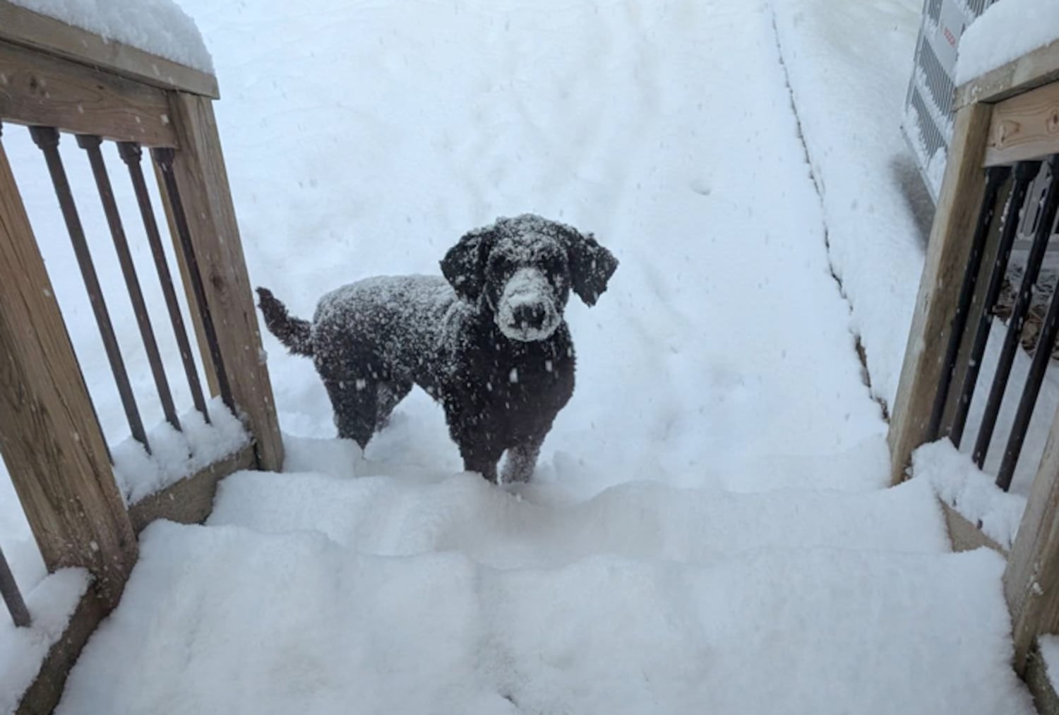 January Dogs of the Day – CTVNews