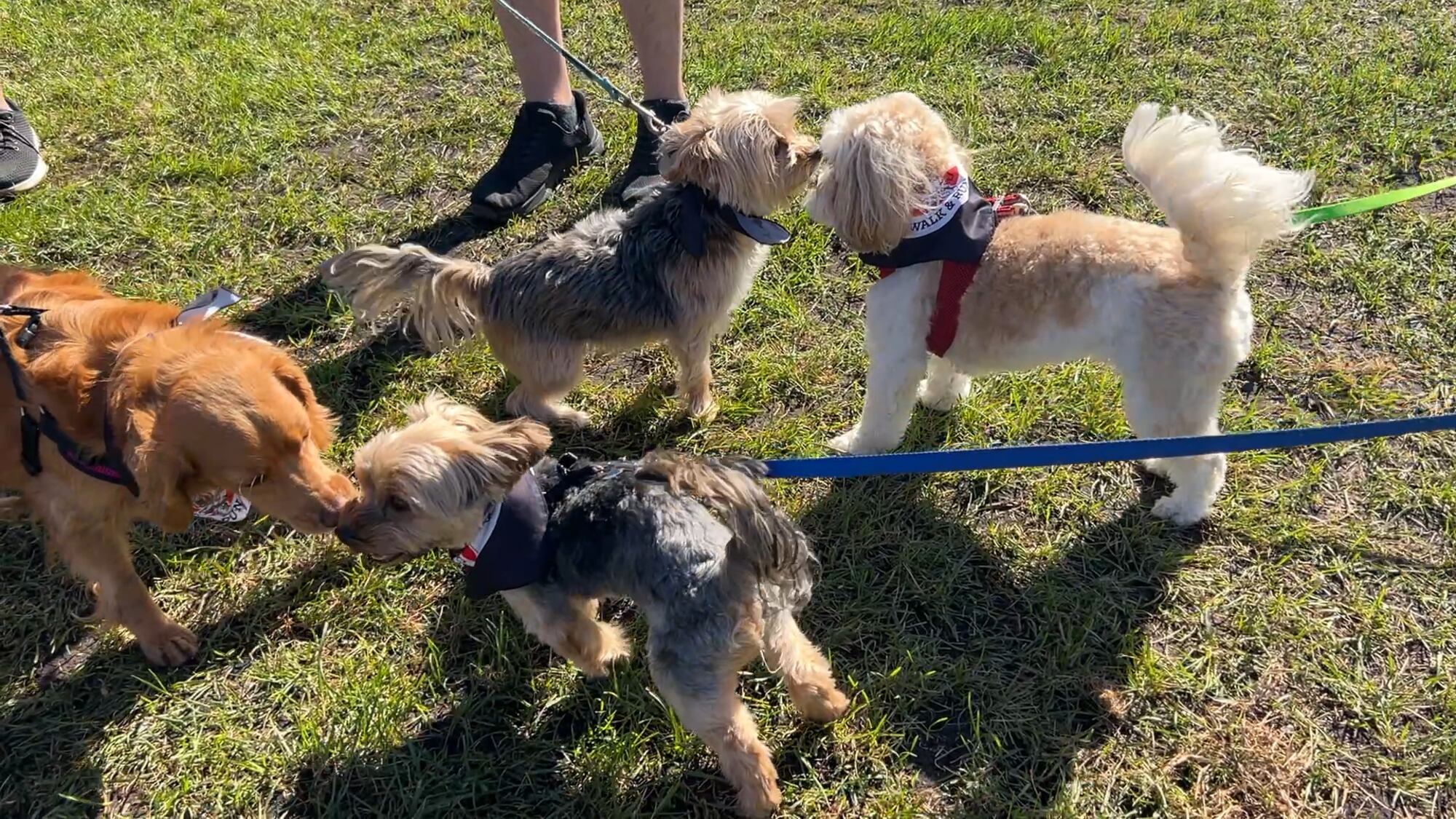 So many dogs at the Wiggle Waggle Walk and Run – CTVNews