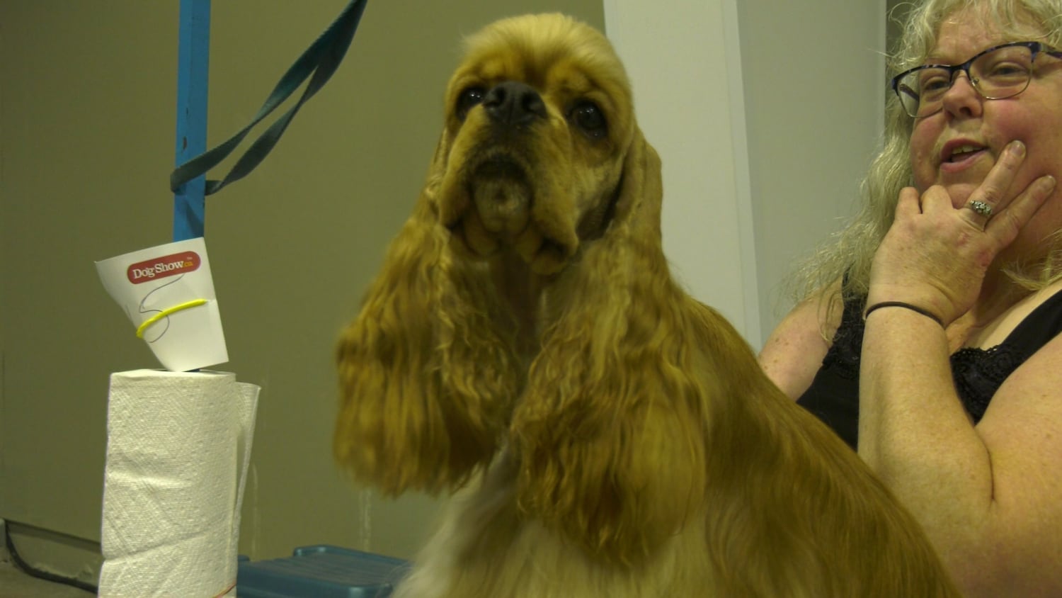 Regina dog show – CTVNews
