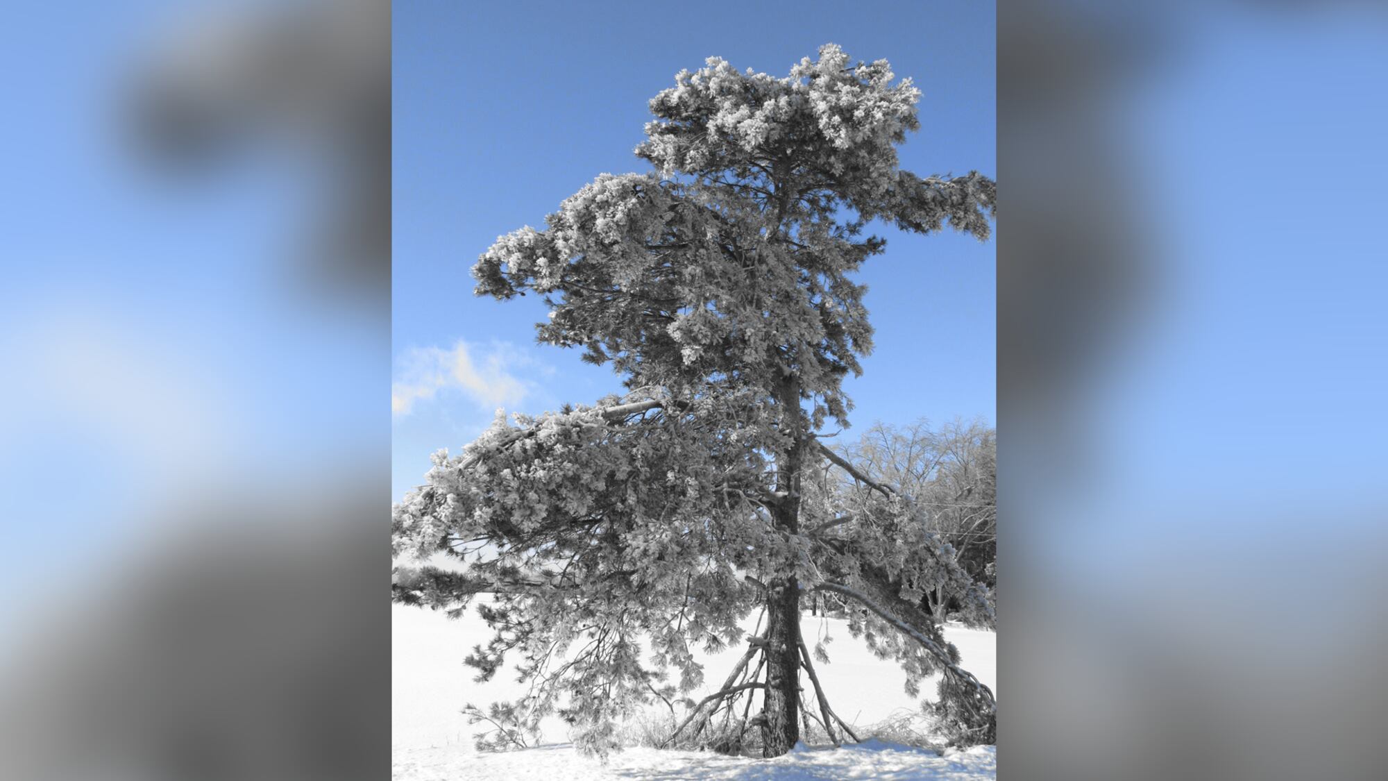 Picture This: Snowy Scenes – CTVNews