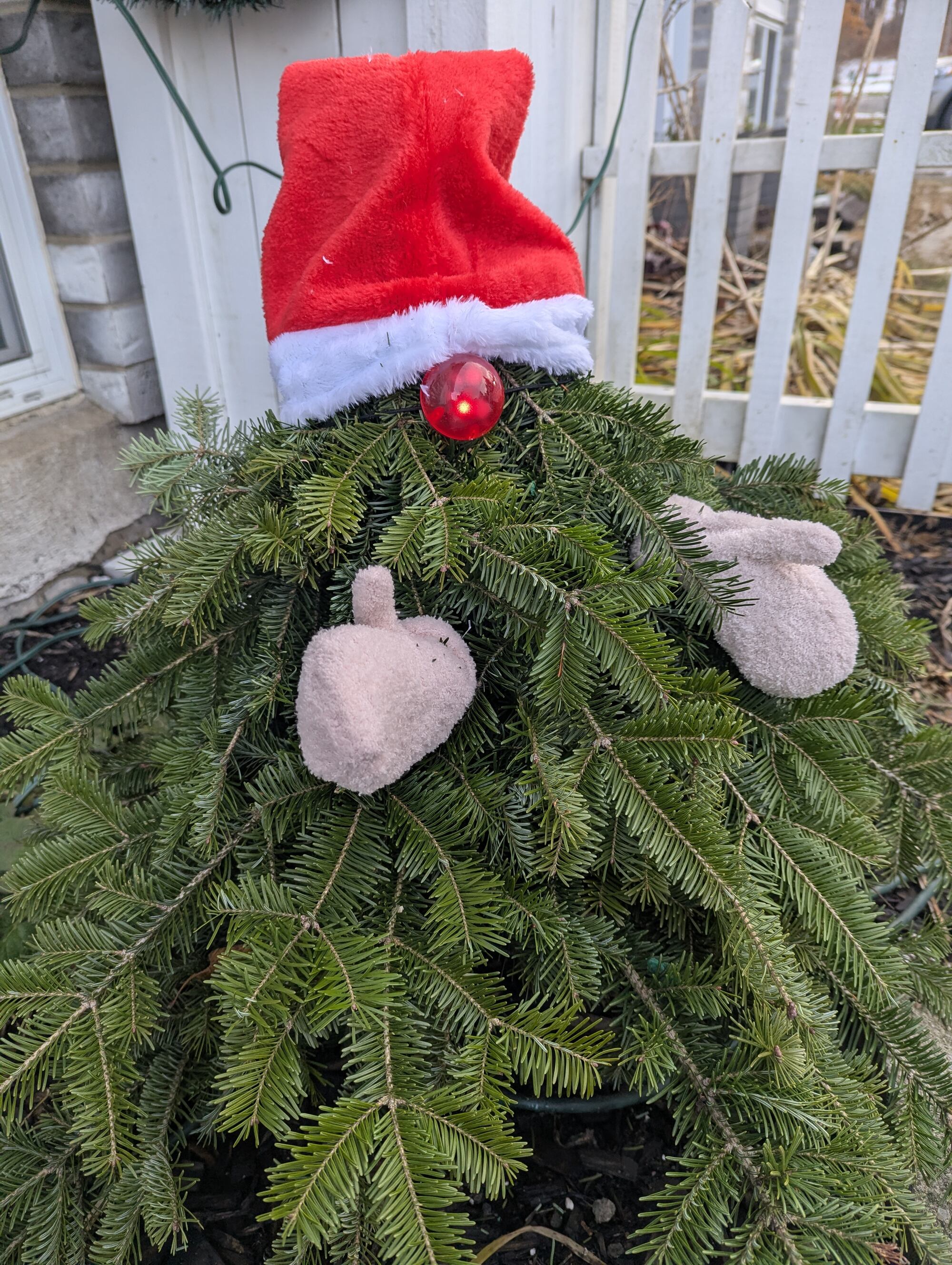 Christmas trees in the capital come in all shapes, sizes and directions ...
