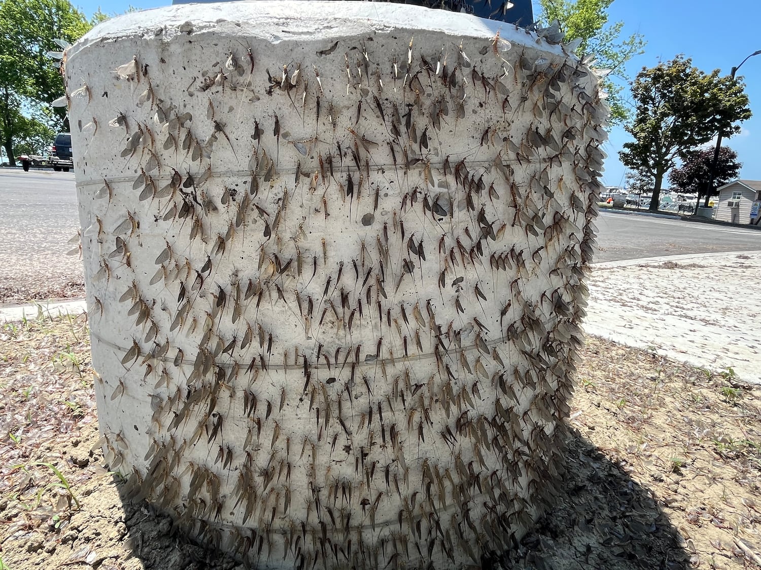 Fish flies in Leamington Ont. – CTVNews