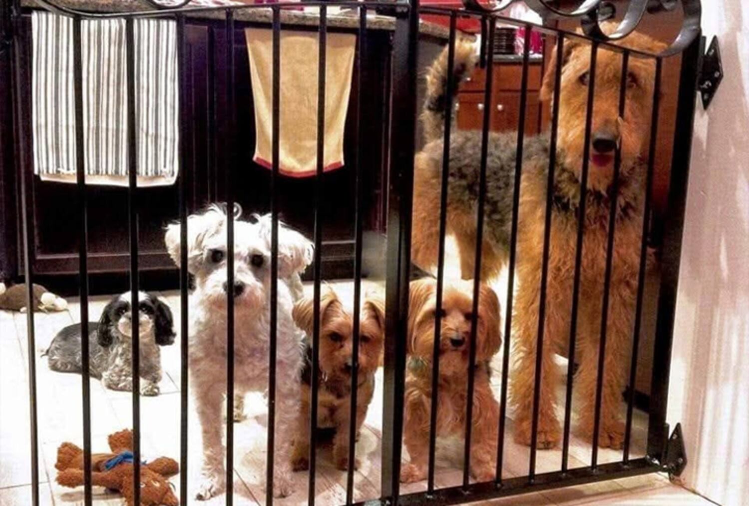 March Dogs of the Day – CTVNews