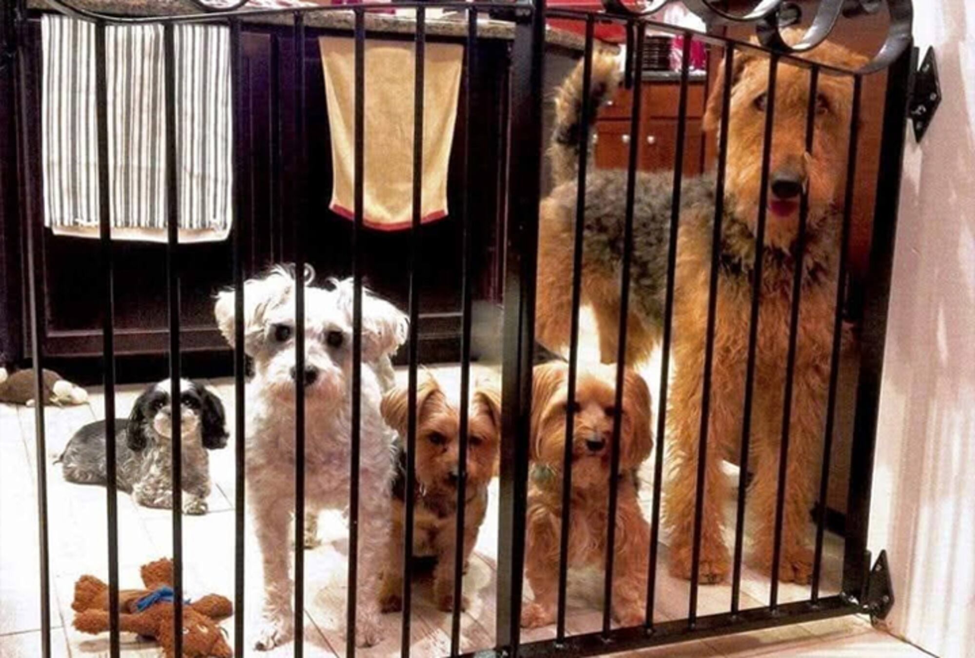 March Dogs of the Day – CTVNews