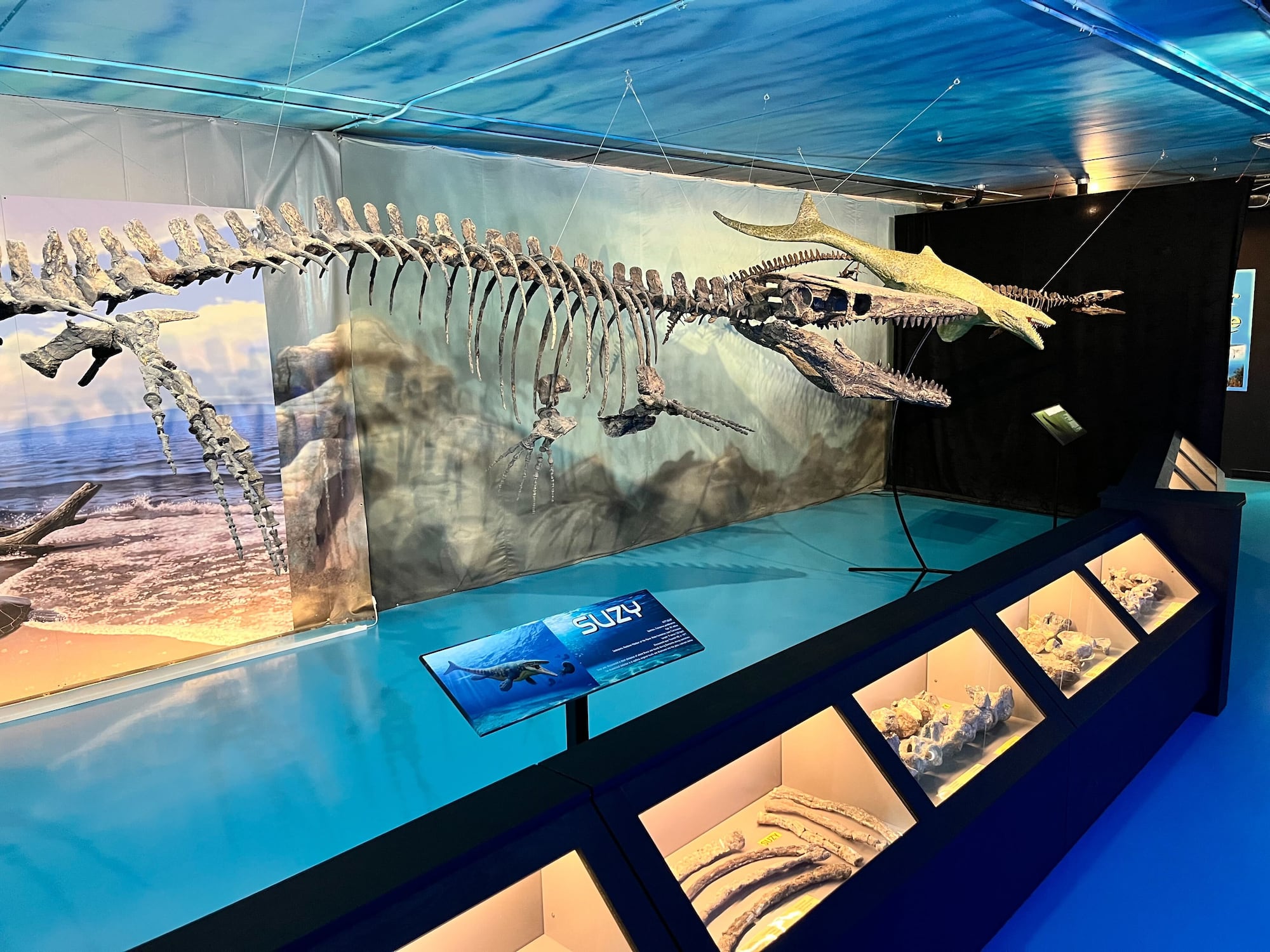 What's on display at the Canadian Fossil Discovery Centre – CTVNews