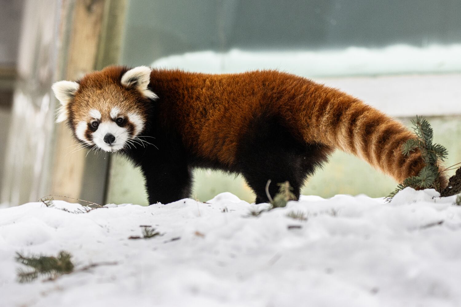 Baby animals born at the Toronto Zoo – CTVNews